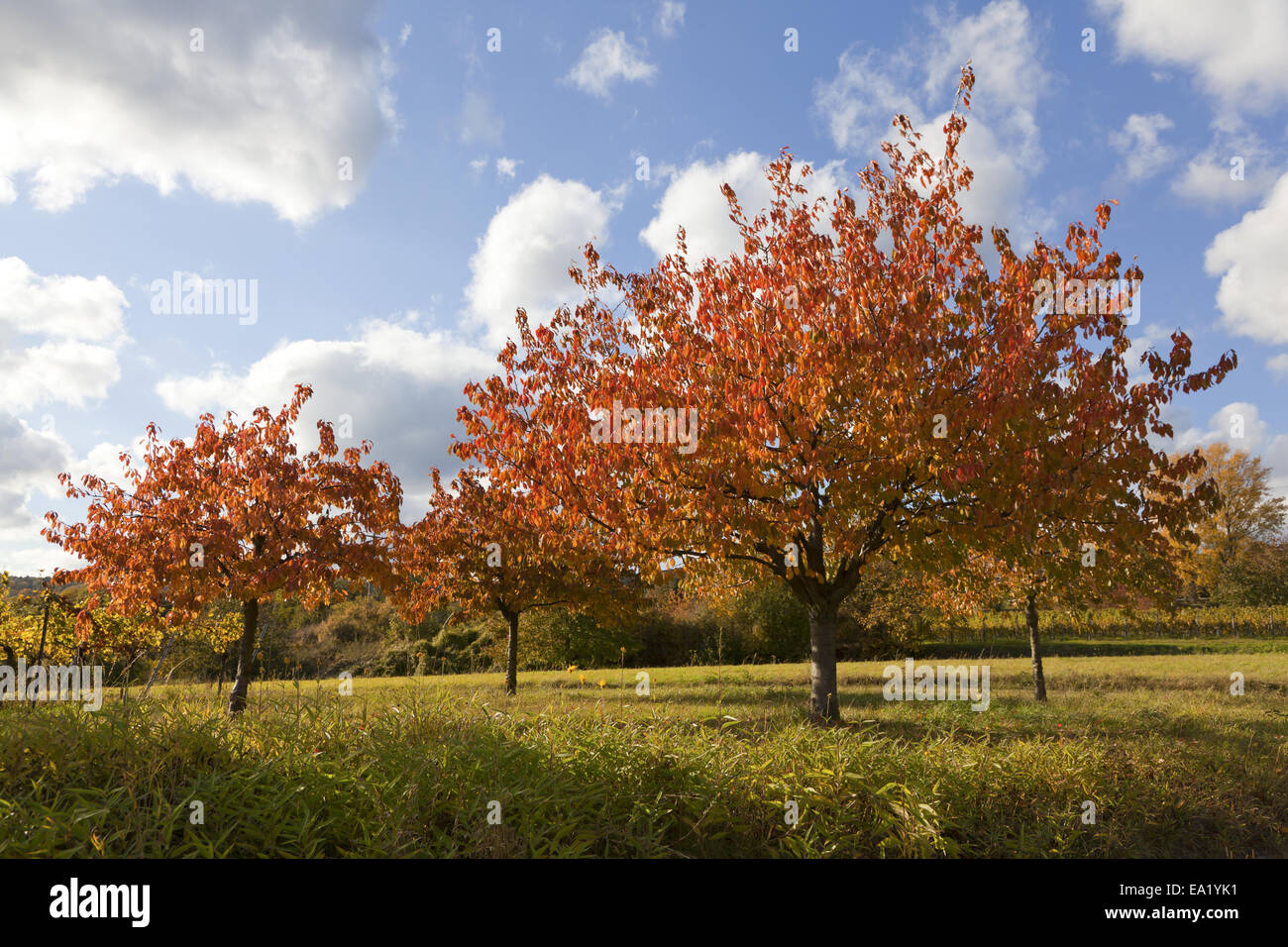 Cherry trees in autumn colors Stock Photo - Alamy