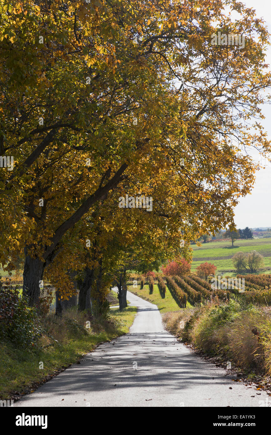 Nussbaume nussbaume hi-res stock photography and images - Alamy