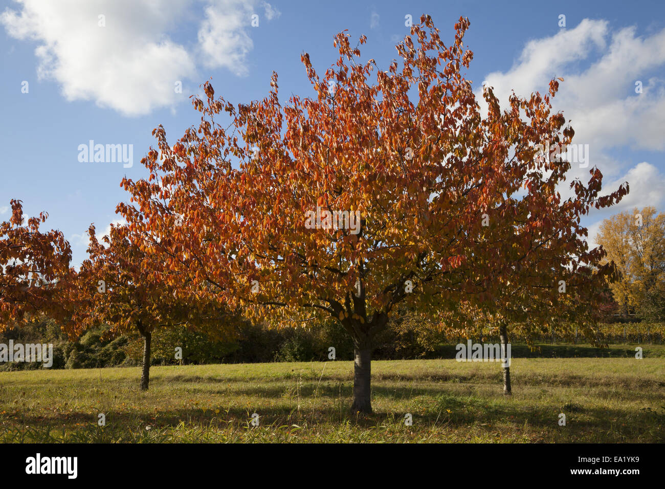 Cherry trees in autumn colors Stock Photo - Alamy