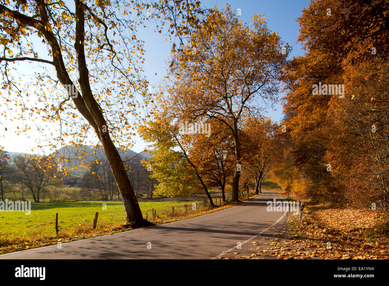 Country road in autumn Stock Photo - Alamy