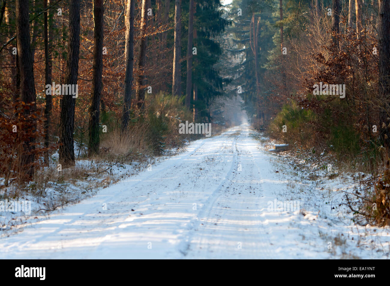 Forest road in winter Stock Photo - Alamy