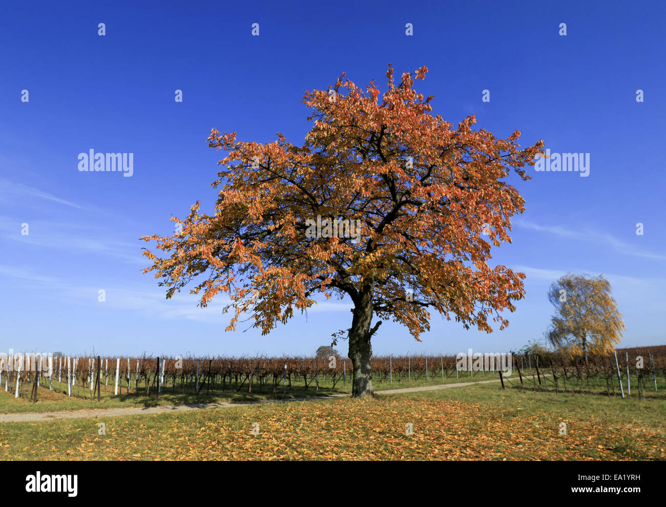 Wingert hi-res stock photography and images - Alamy