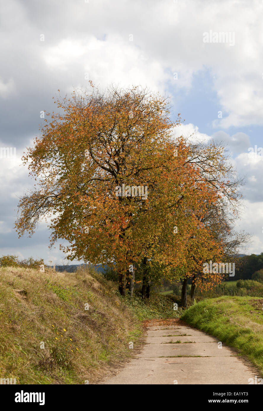 Wild cherry trees in autumn Stock Photo - Alamy