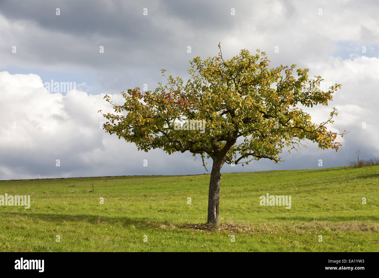 Fruit tree in autumn Stock Photo - Alamy