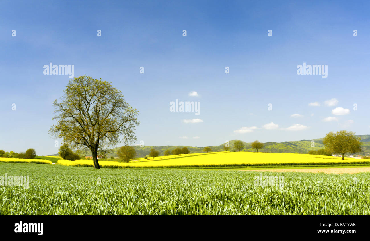 Walnut tree in hi-res stock photography and images - Alamy
