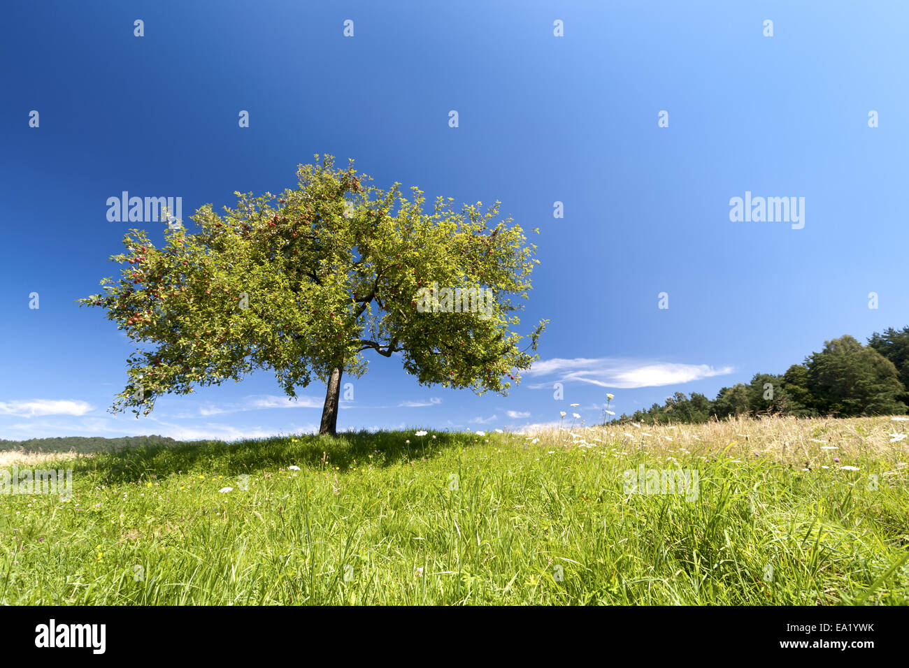 Apple tree in summer Stock Photo - Alamy