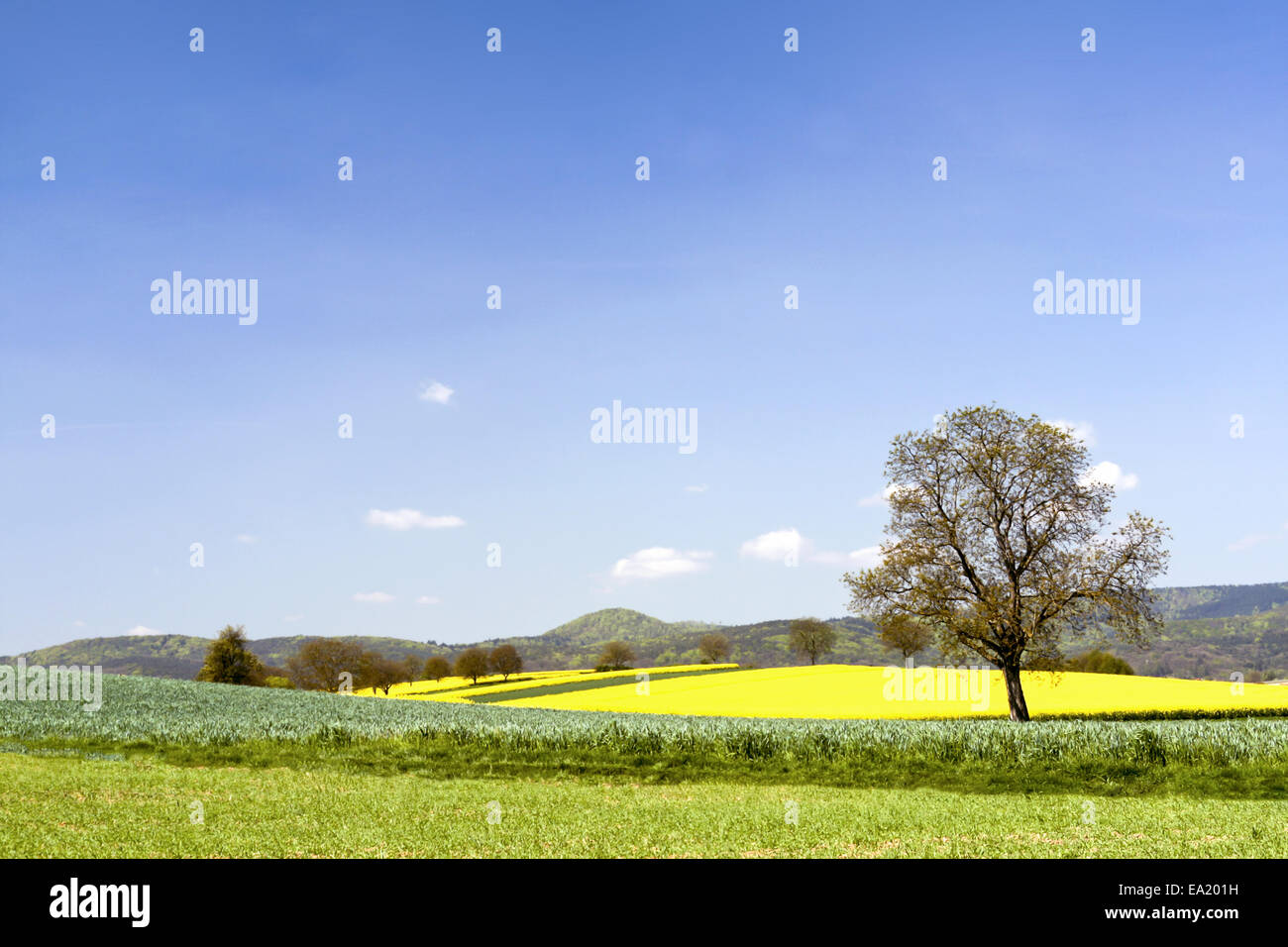 Walnut Tree in Spring Stock Photo - Alamy