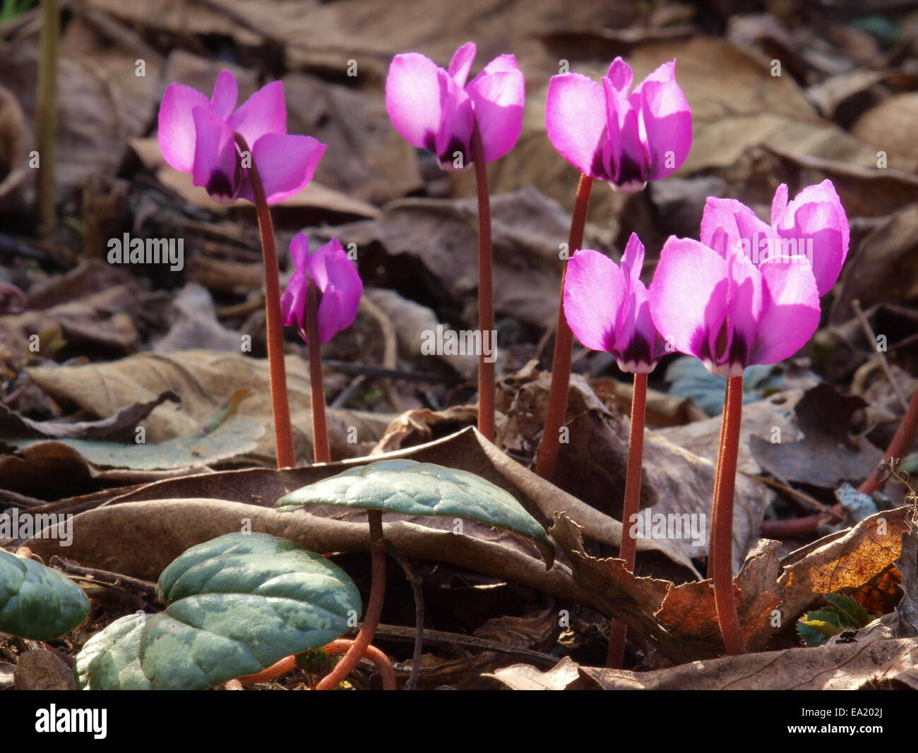 Cyclamen High Resolution Stock Photography and Images - Alamy