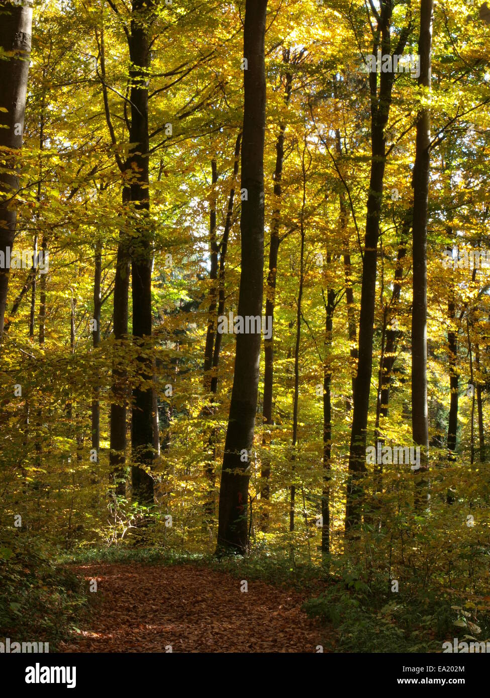 Grove of beech trees hi-res stock photography and images - Alamy