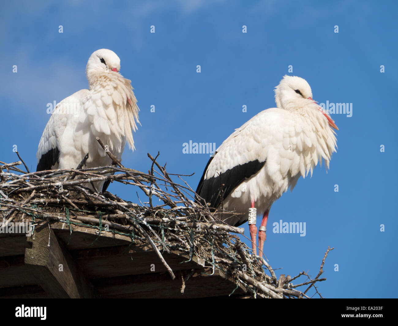 Natur fauna hi-res stock photography and images - Alamy
