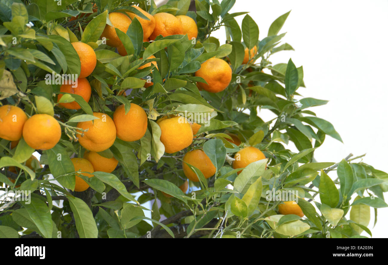 Seville oranges hi-res stock photography and images - Alamy