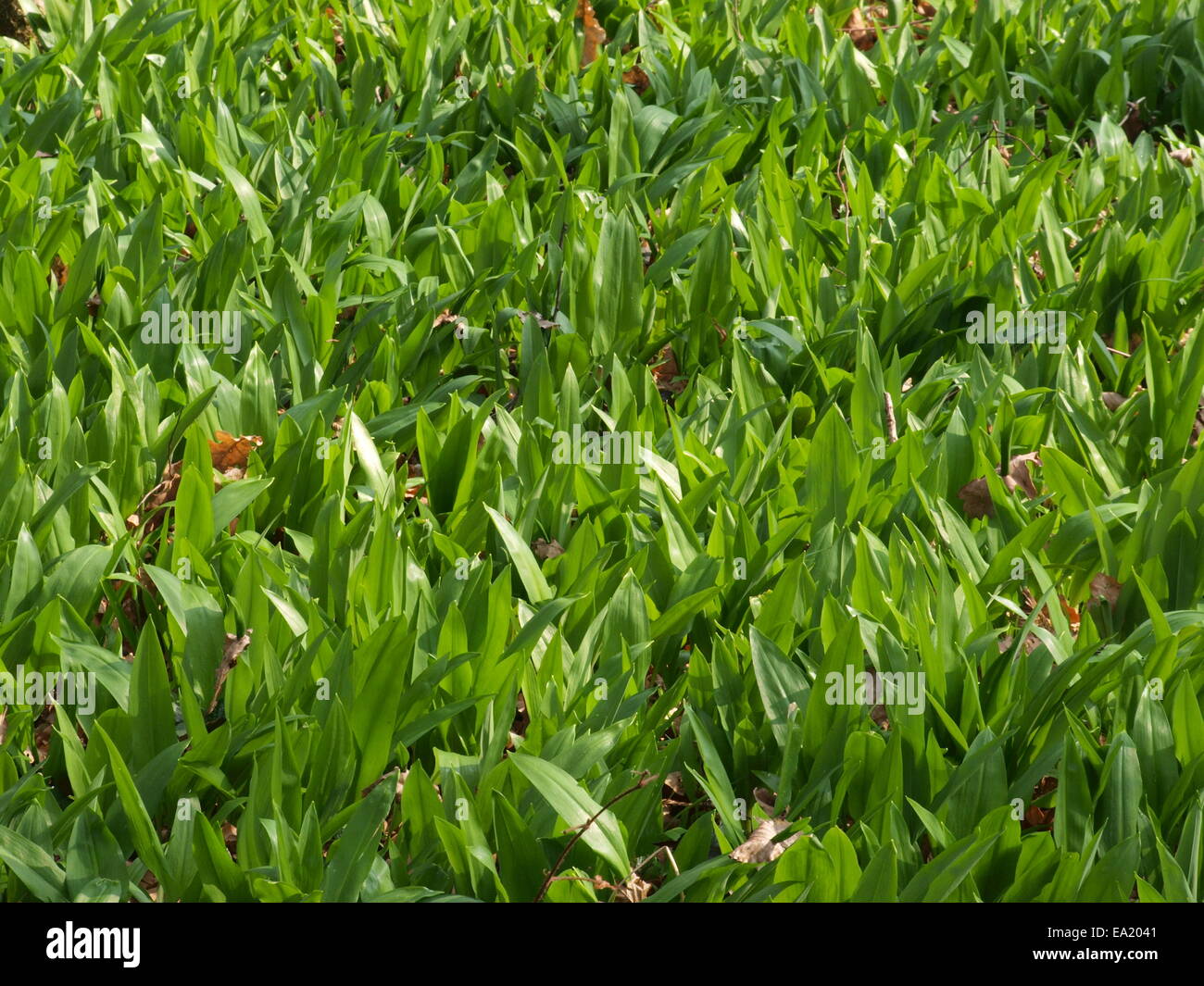 Wood garlic - Allium ursinum Stock Photo - Alamy