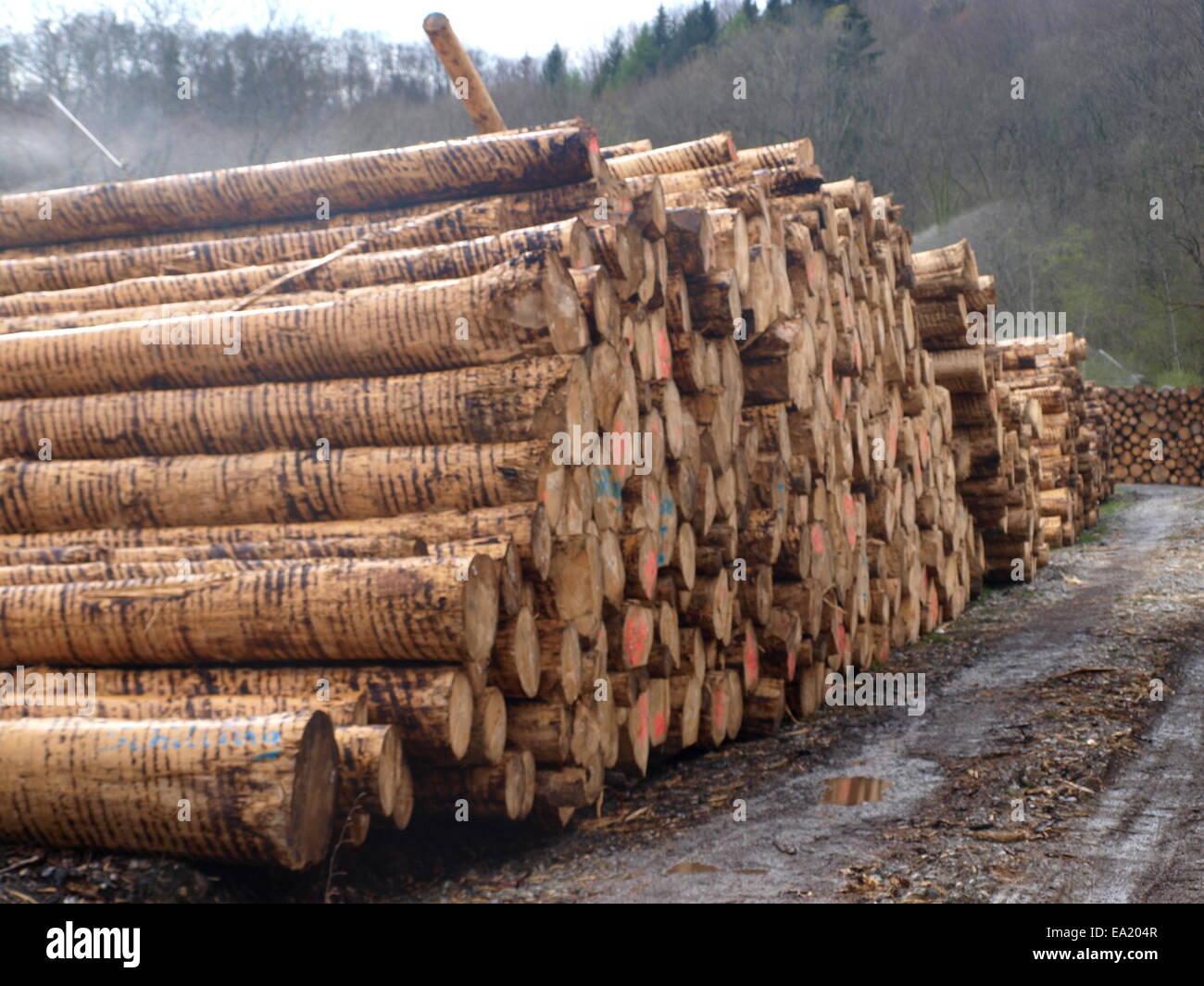 Timber store - Paper mill - Saw mill Stock Photo - Alamy