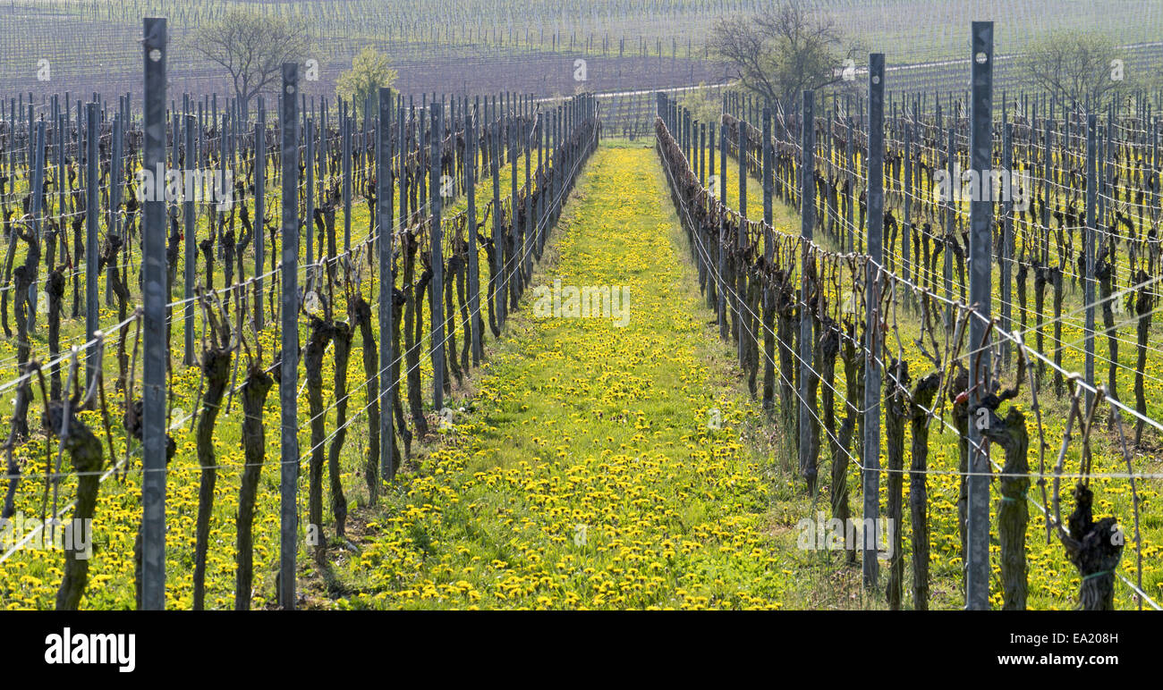 Vineyard in springtime Stock Photo - Alamy