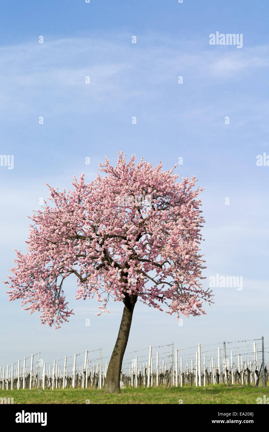 Almond blossom tree hi-res stock photography and images - Alamy