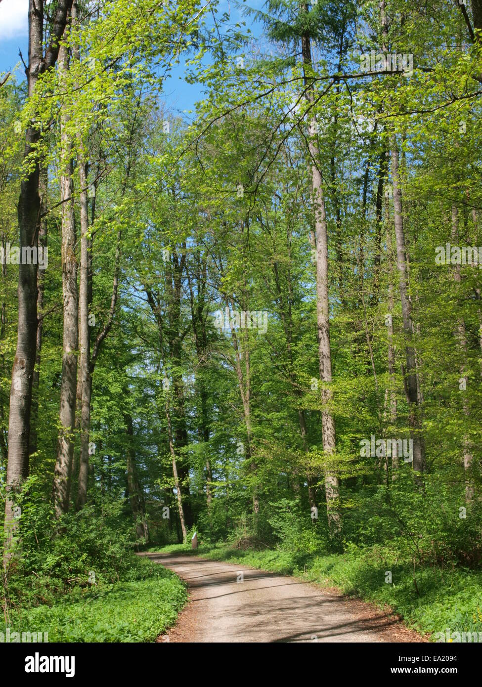Spring in a beech grove Stock Photo - Alamy