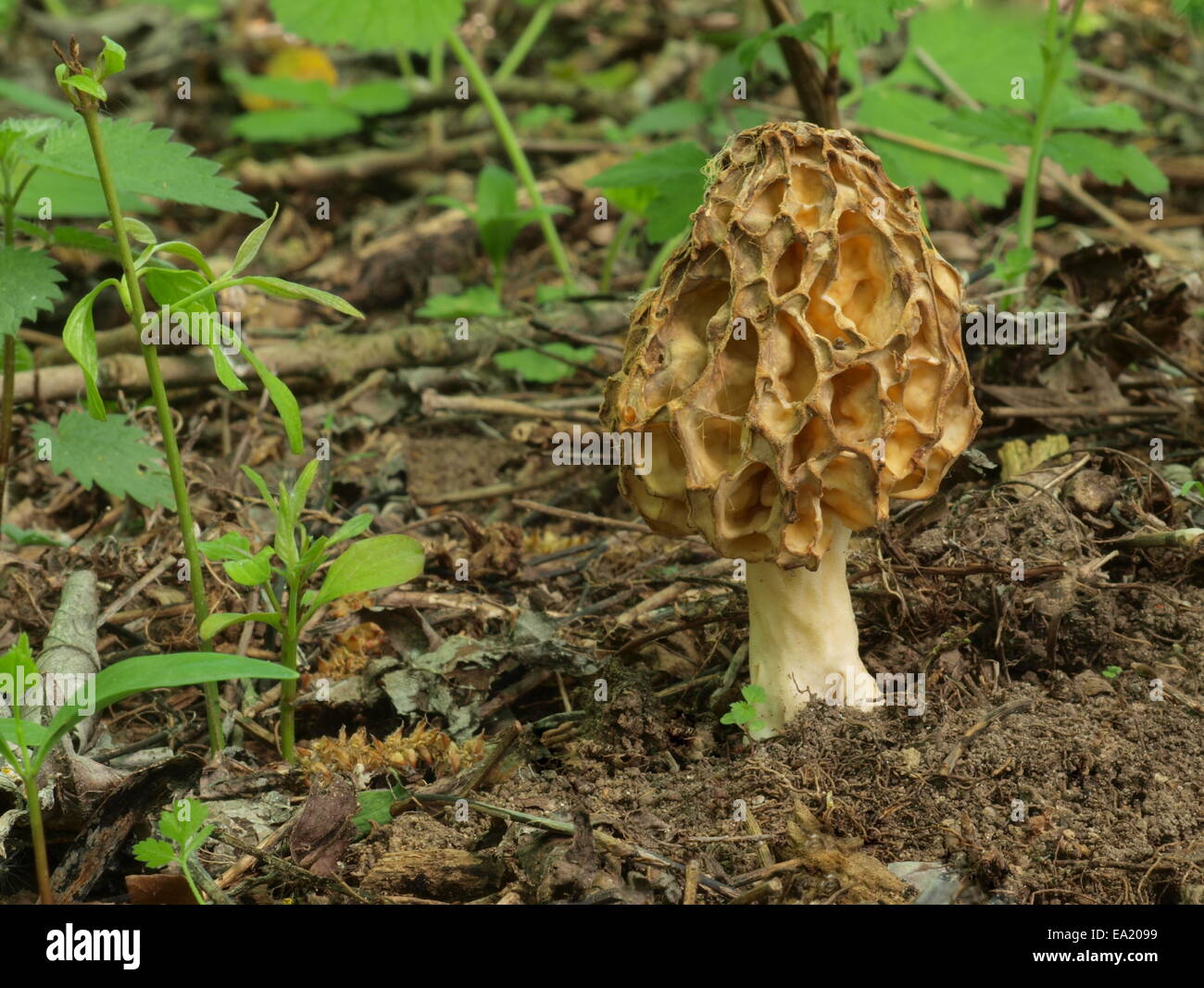Common morel - Morchella esculenta Stock Photo - Alamy