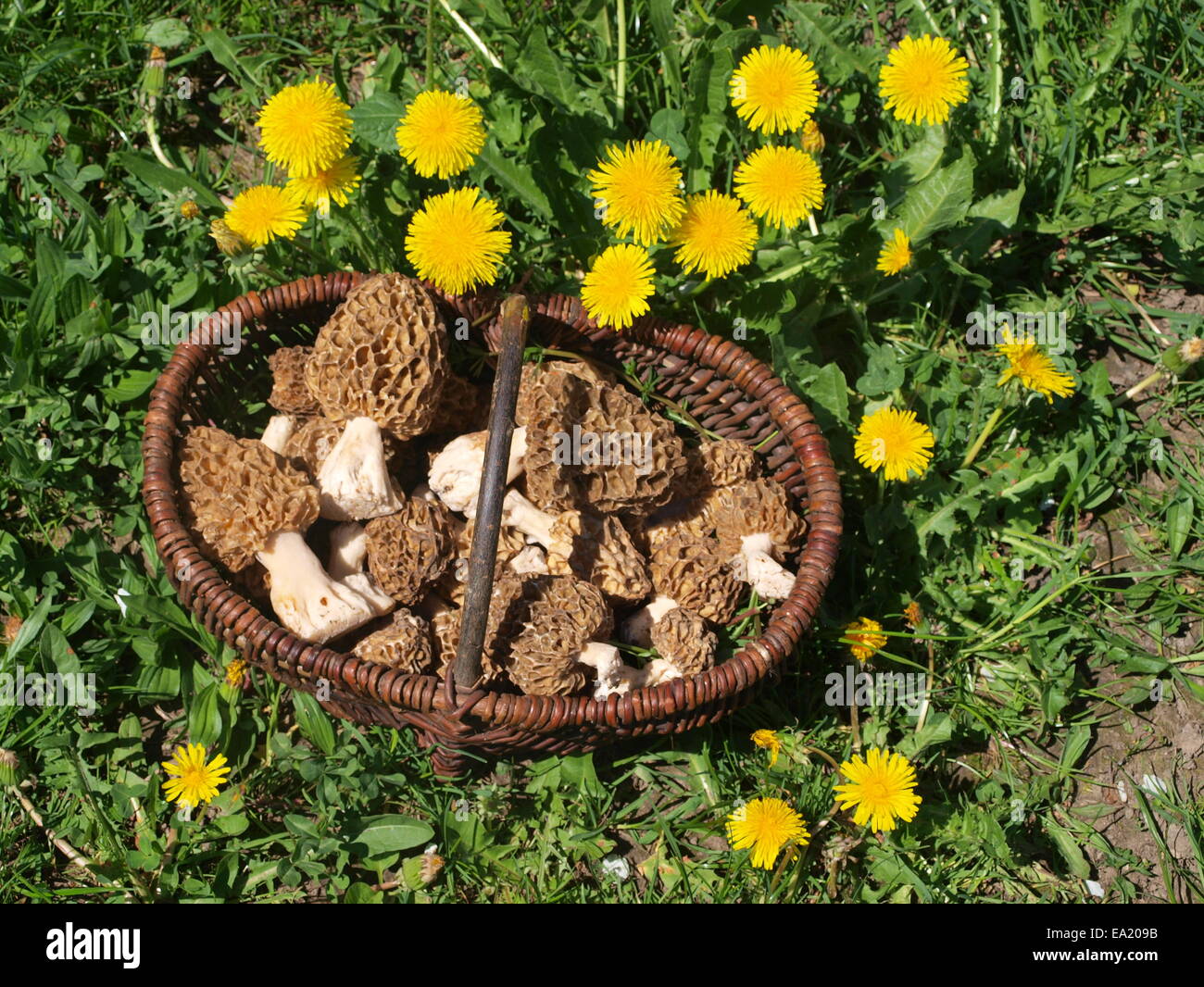 Common morels hi-res stock photography and images - Alamy