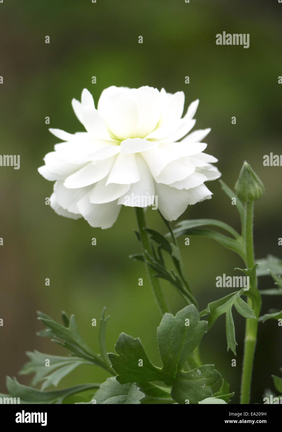 Hahnfussgewaechs hi-res stock photography and images - Alamy