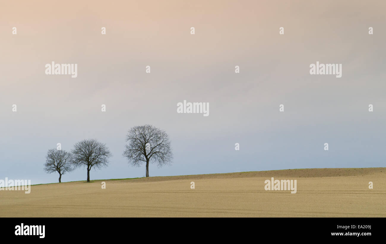 Three walnut trees Stock Photo - Alamy