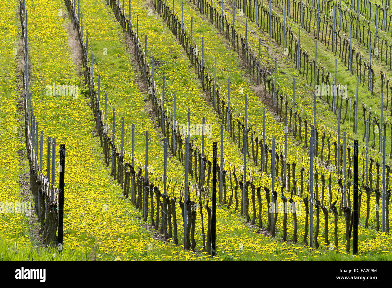 Vineyard in springtime Stock Photo - Alamy