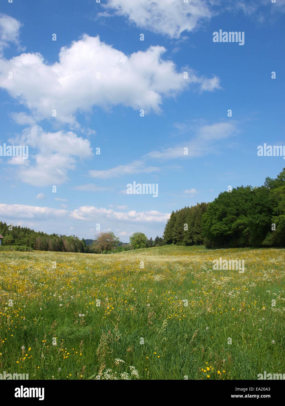Flower Meadow - Upper Swabia, Germany Stock Photo - Alamy