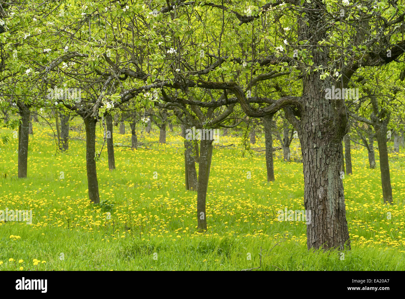 Orchard in spring Stock Photo - Alamy