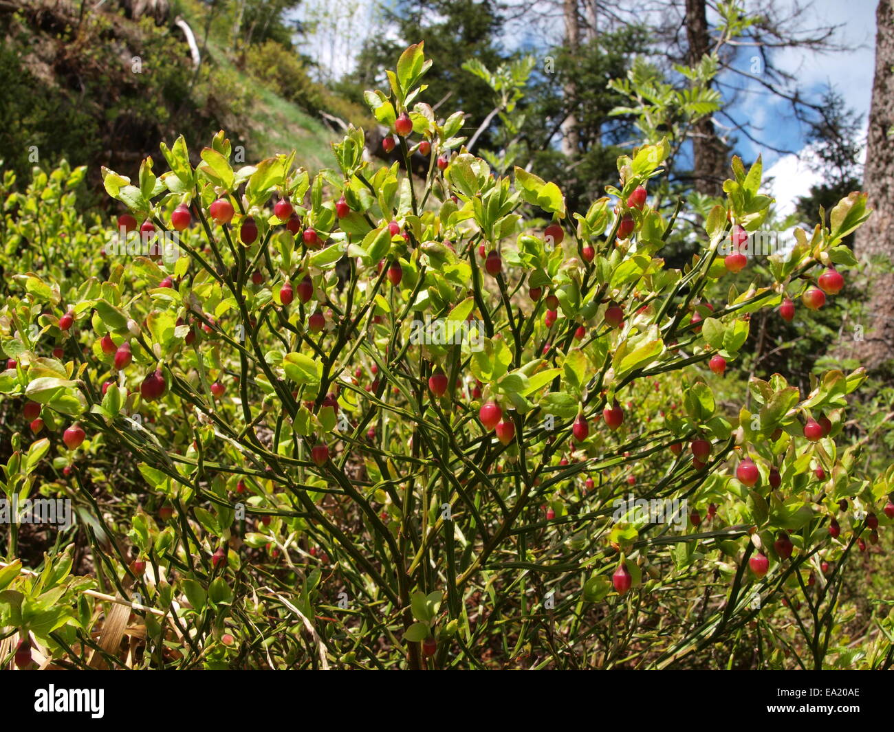 Flowering blueberry shrub Stock Photo - Alamy