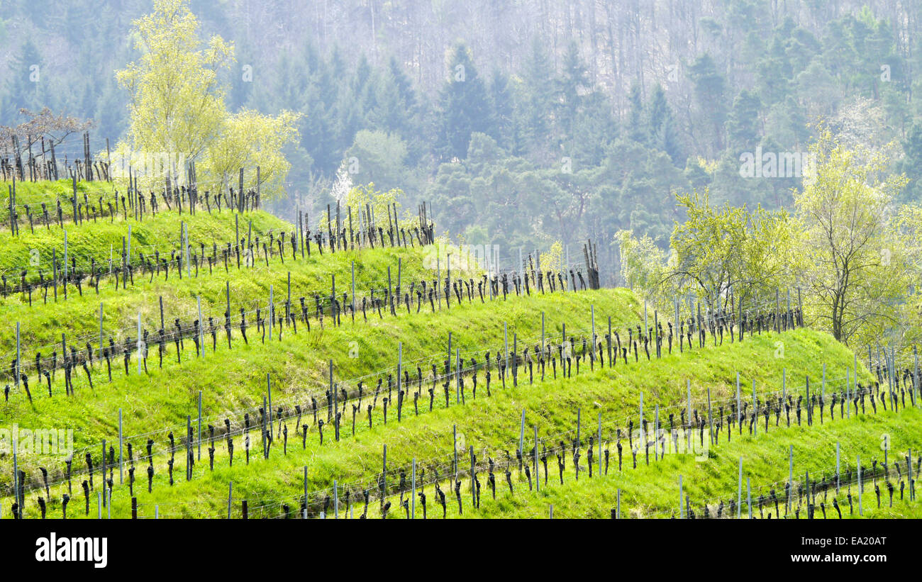 Vineyard in springtime Stock Photo - Alamy