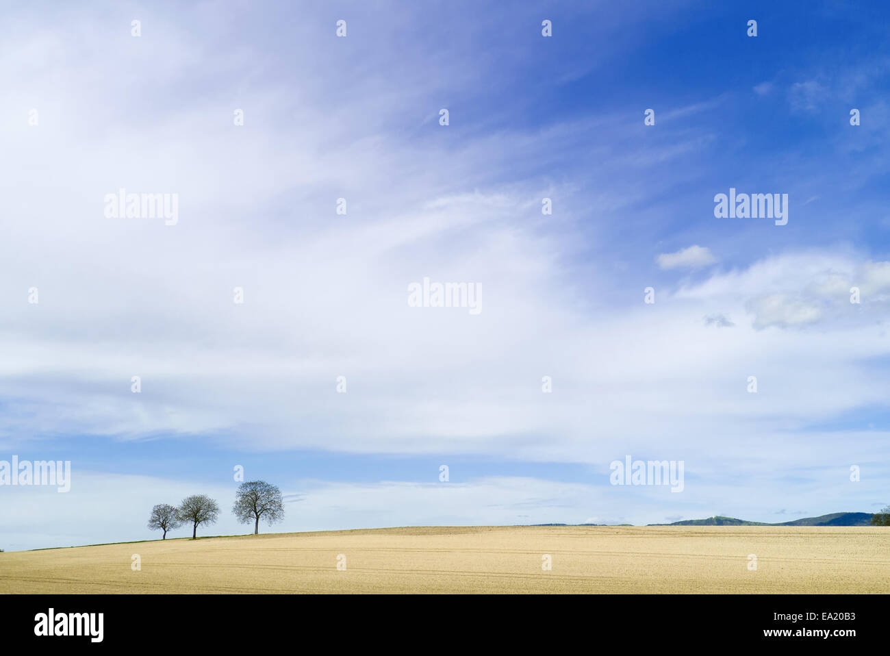 Three walnut trees Stock Photo - Alamy