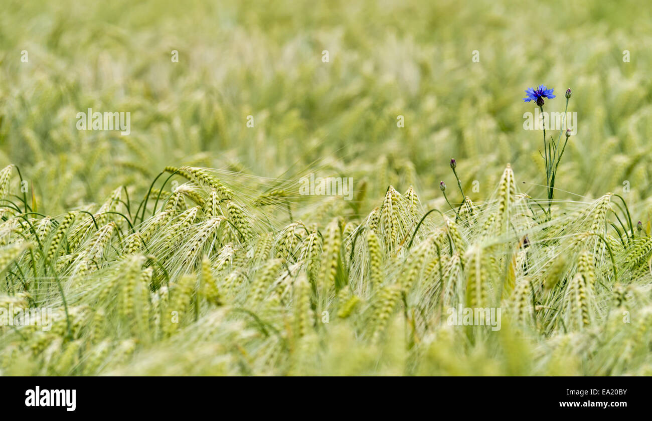 Cornflower in the cornfield Stock Photo - Alamy