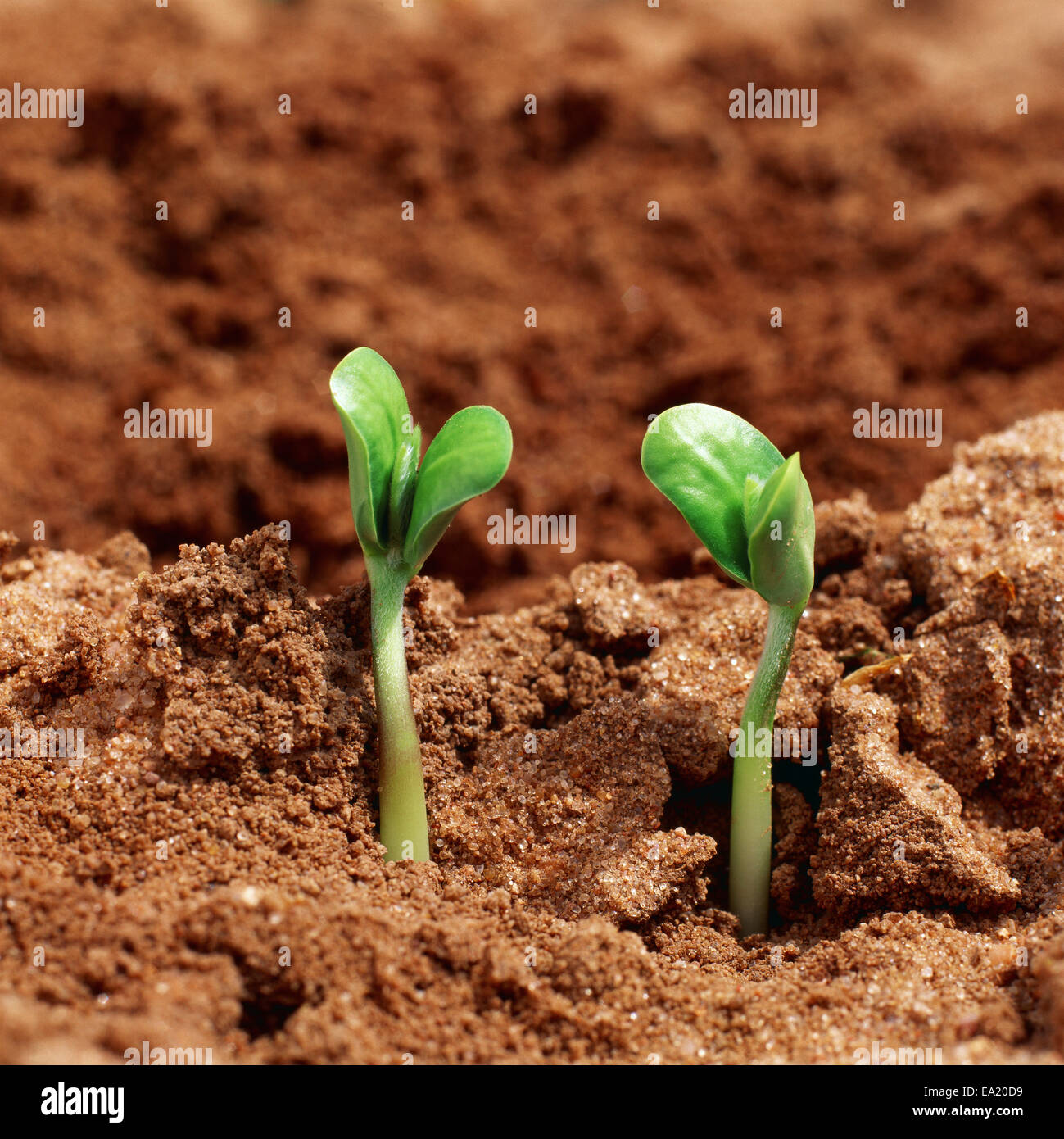Ve growth stage hi-res stock photography and images - Alamy