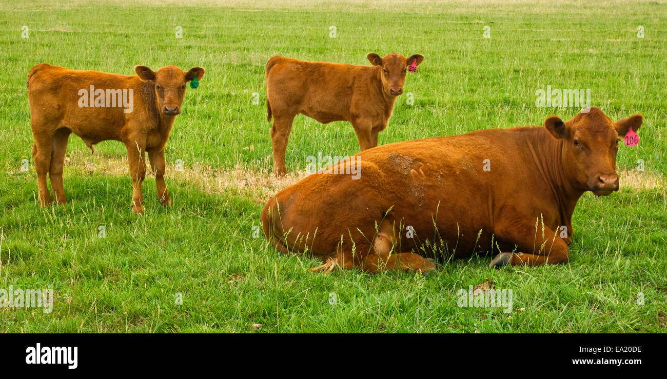 Livestock - Resting Red Angus beef cow and two calves on a green ...