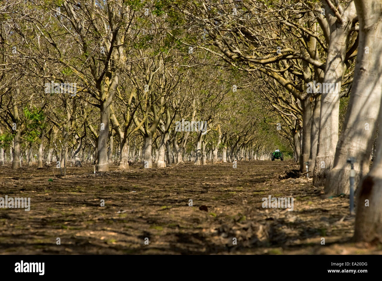 Crop growing between trees hi-res stock photography and images - Alamy