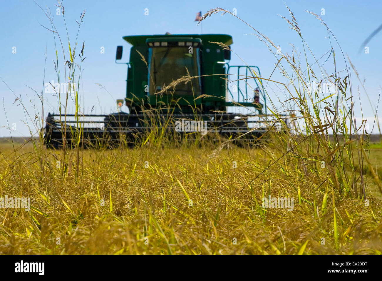 Infested crops hi-res stock photography and images - Alamy
