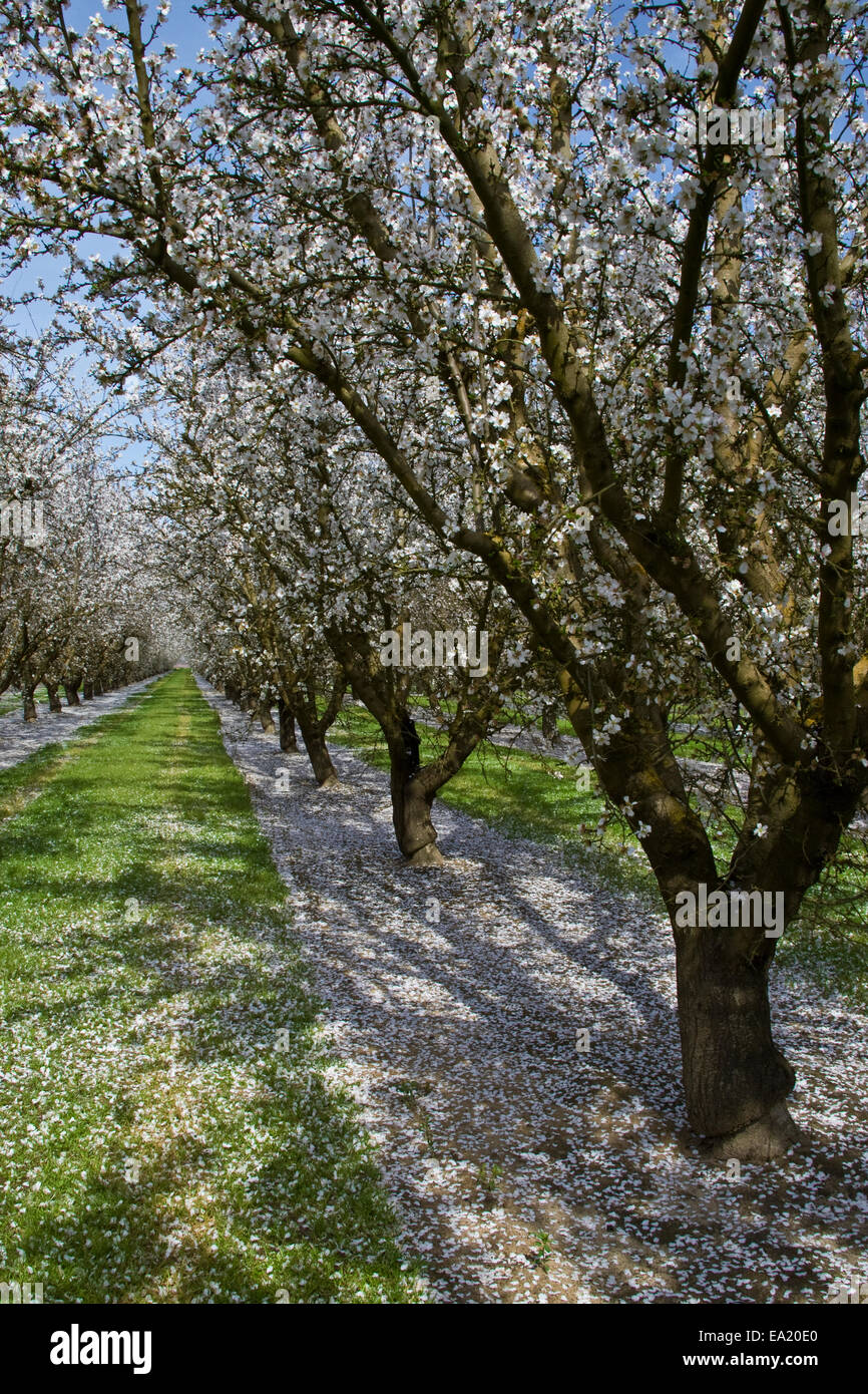 Petal fall hi-res stock photography and images - Alamy