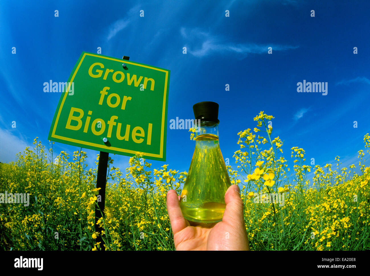 Agriculture - Hand holding a flask of finished biodiesel made from ...