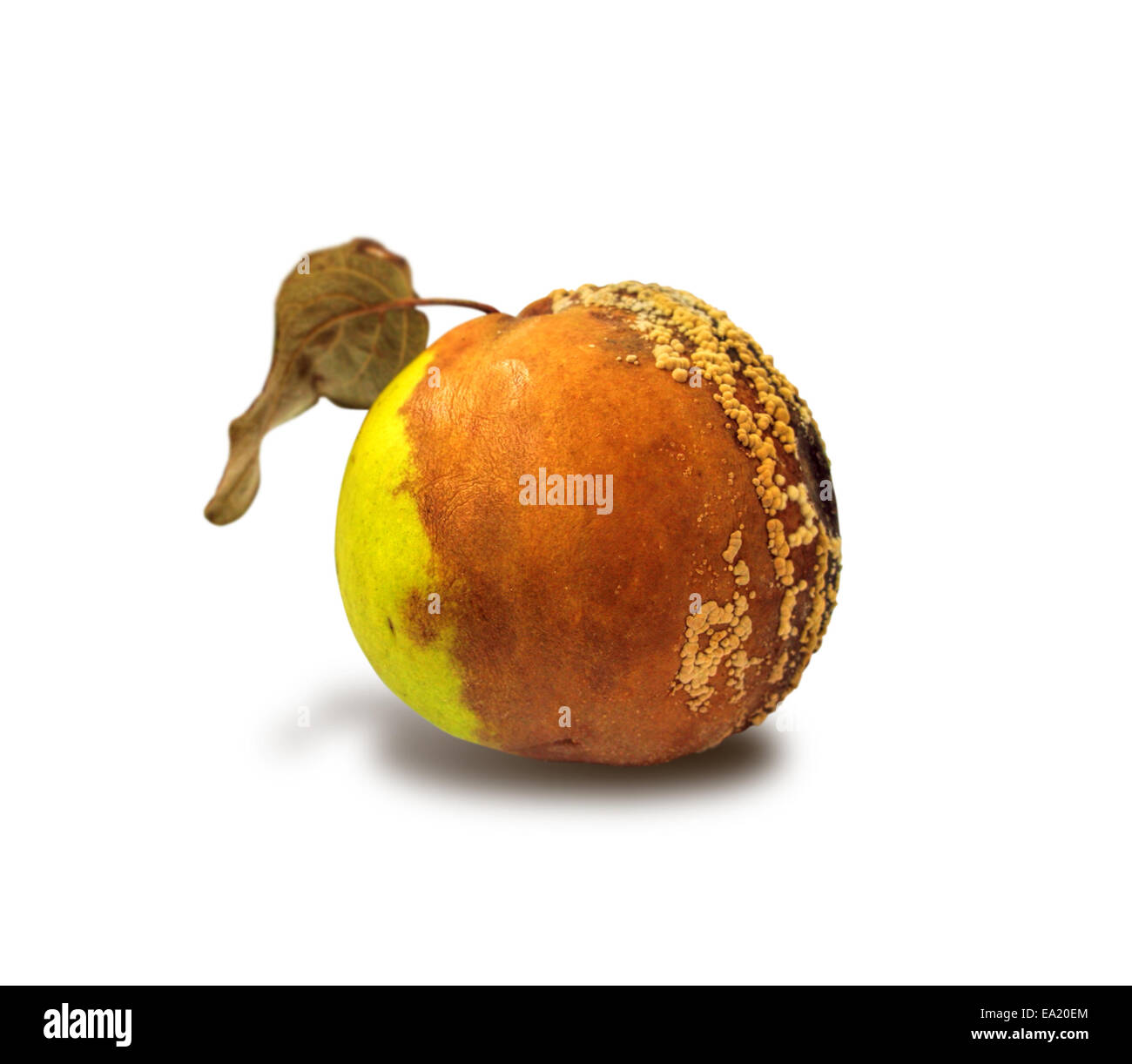 A rotten apple isolated on a white background Stock Photo - Alamy