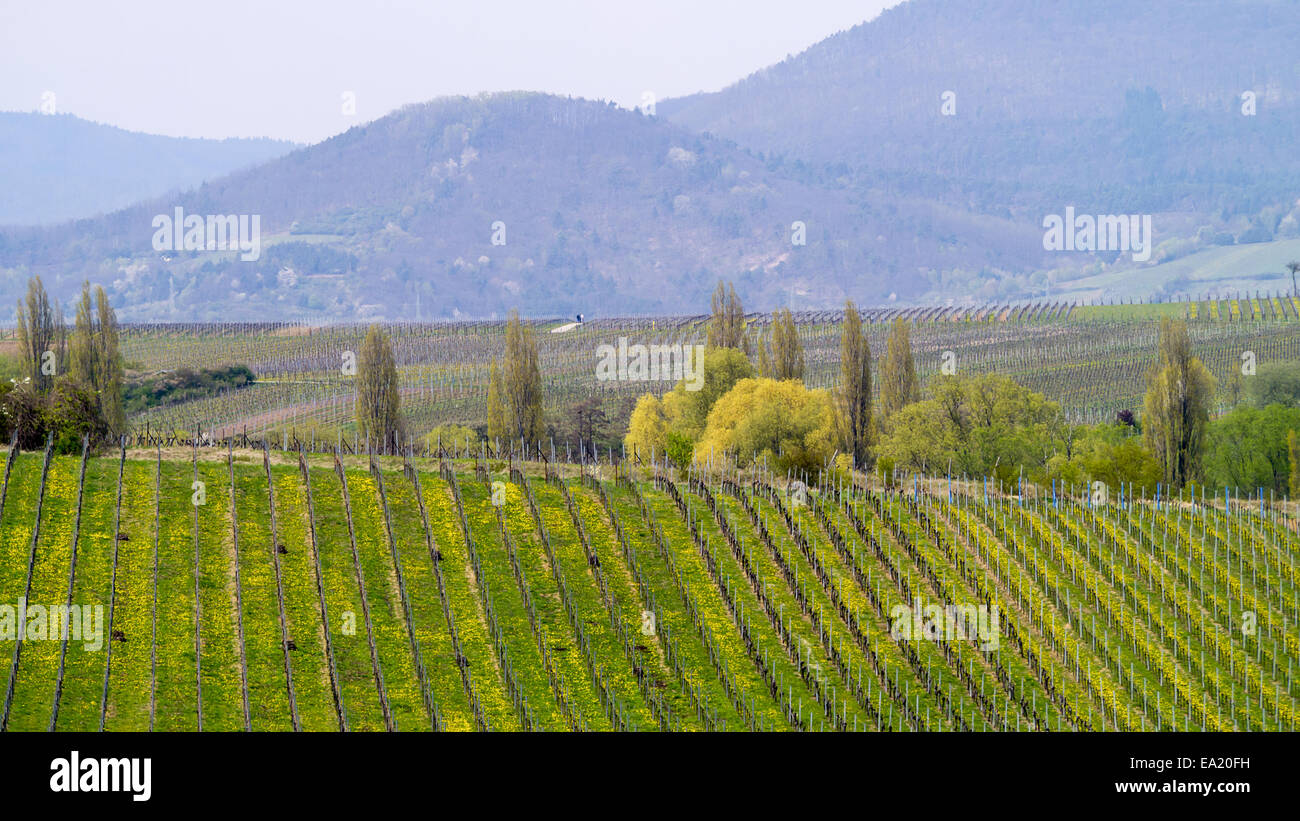 Vineyard in springtime Stock Photo - Alamy