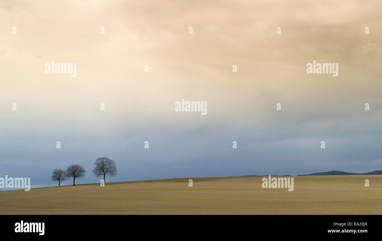 Three walnut trees Stock Photo - Alamy