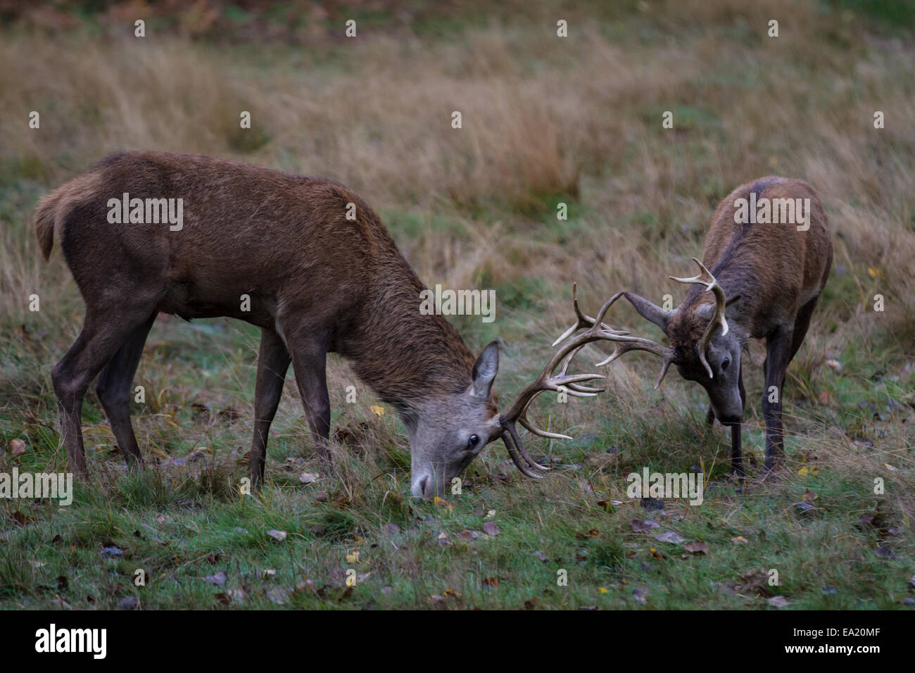 Red Deer Fighting during Rutting Season in Autumn / Fall Stock Photo ...