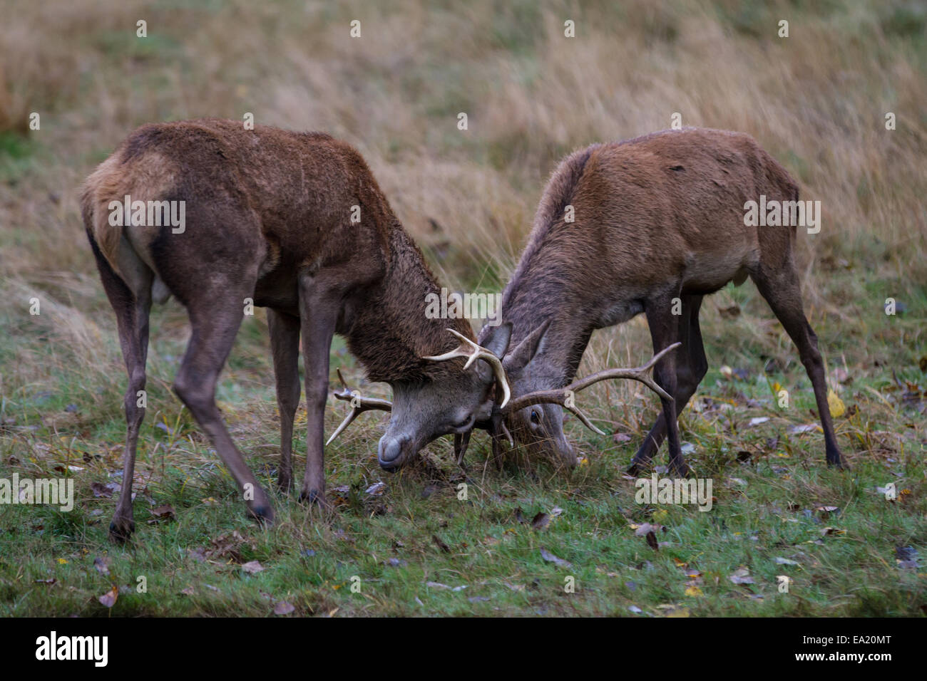 Red Deer Fighting during Rutting Season in Autumn / Fall Stock Photo ...