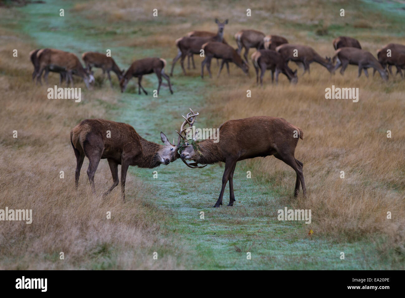 Red Deer Fighting during Rutting Season in Autumn / Fall Stock Photo ...