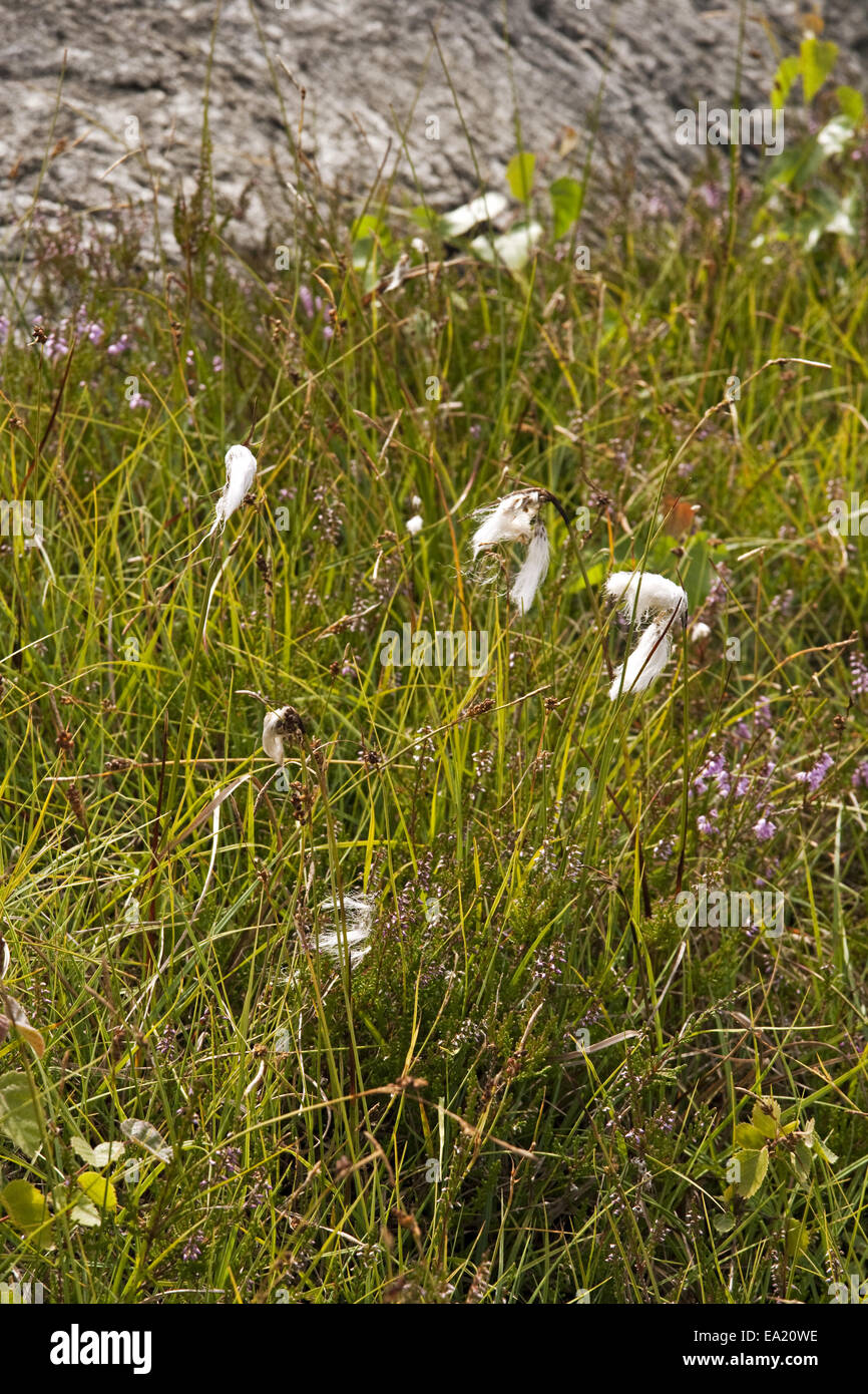 Marsh plants hi-res stock photography and images - Alamy