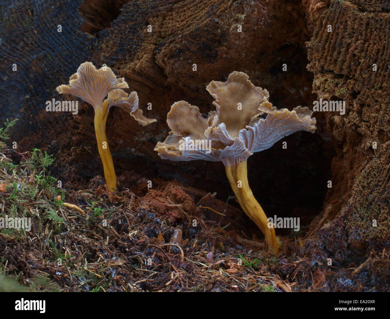 Yellowfoot - Cantharellus tubaeformis Stock Photo - Alamy