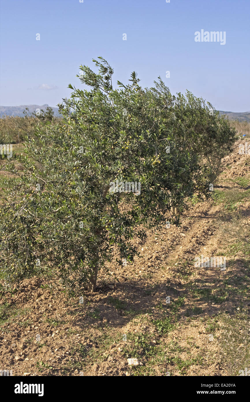 Olive wood mallorca hi-res stock photography and images - Alamy