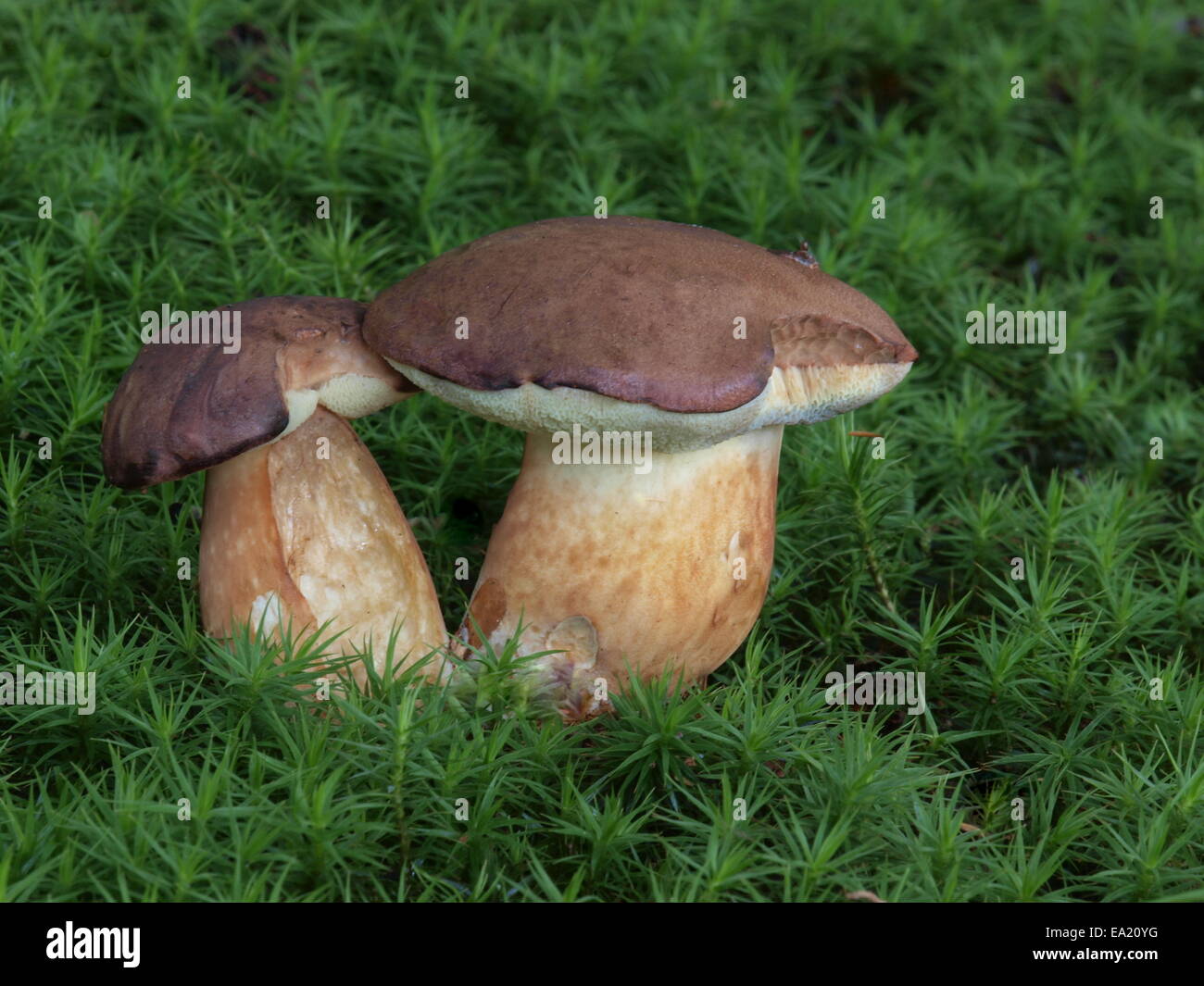 Bay bolete twins, boletus badius Stock Photo - Alamy