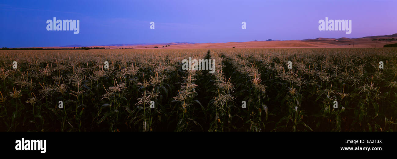 Agriculture - Mid growth fully tasseled sweet corn plants in the field ...