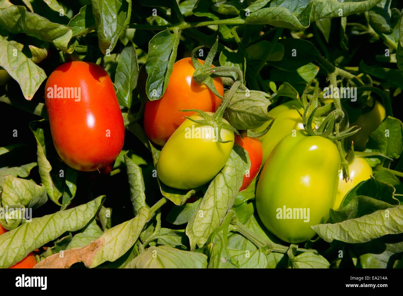 Agriculture maturing processing tomato field hi-res stock photography and images - Alamy