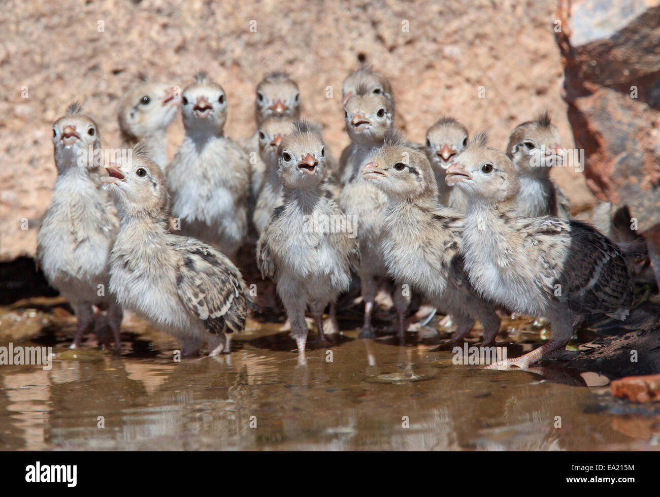 Gambels quail hi-res stock photography and images - Alamy